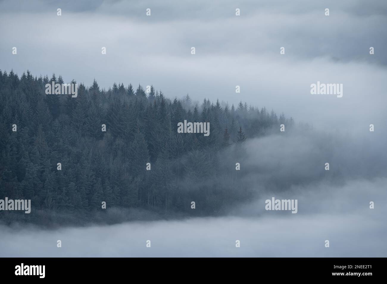 Trees, and mist. Bamford Edge landscape vignette during a winter ...
