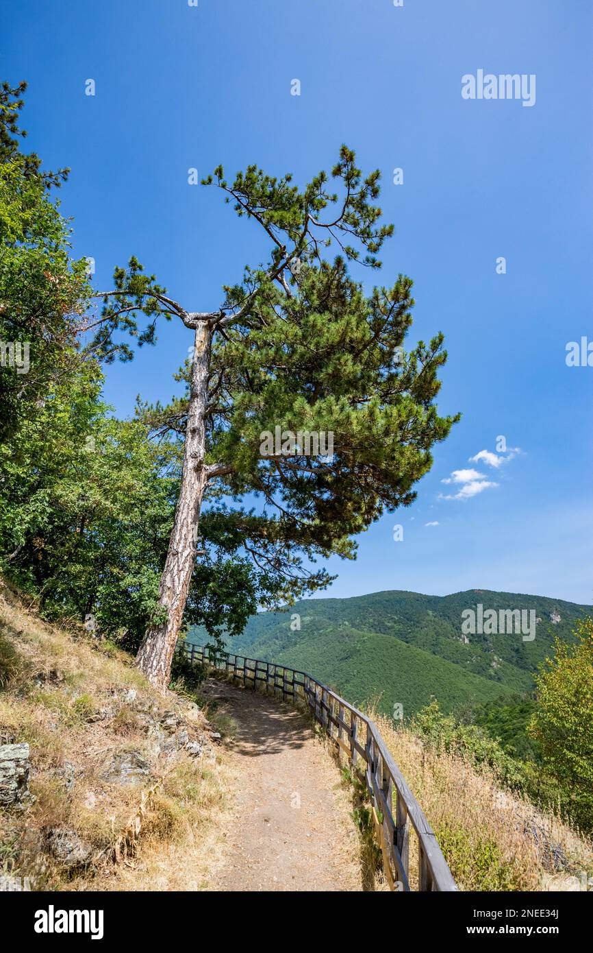 Dirt hiking track in the mountain forest, Westerns Bulgaria, pine trees and wooden fence Stock ...