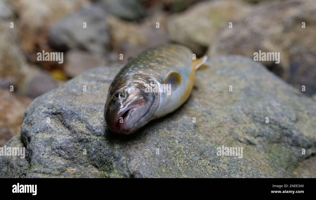 A Japanese arctic char on a rock in Gunma, Japan Stock Photo - Alamy