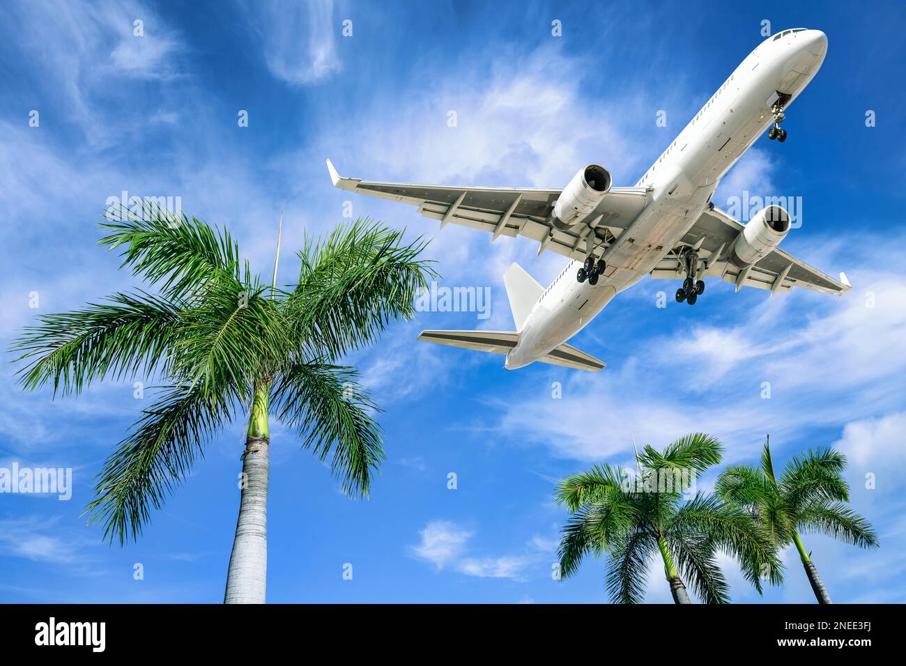 modern airliner arrives over palm trees Stock Photo - Alamy