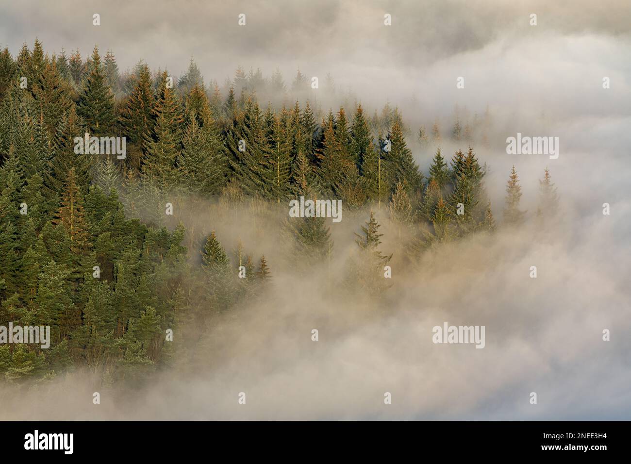 Trees, and mist. Bamford Edge landscape vignette during a winter ...