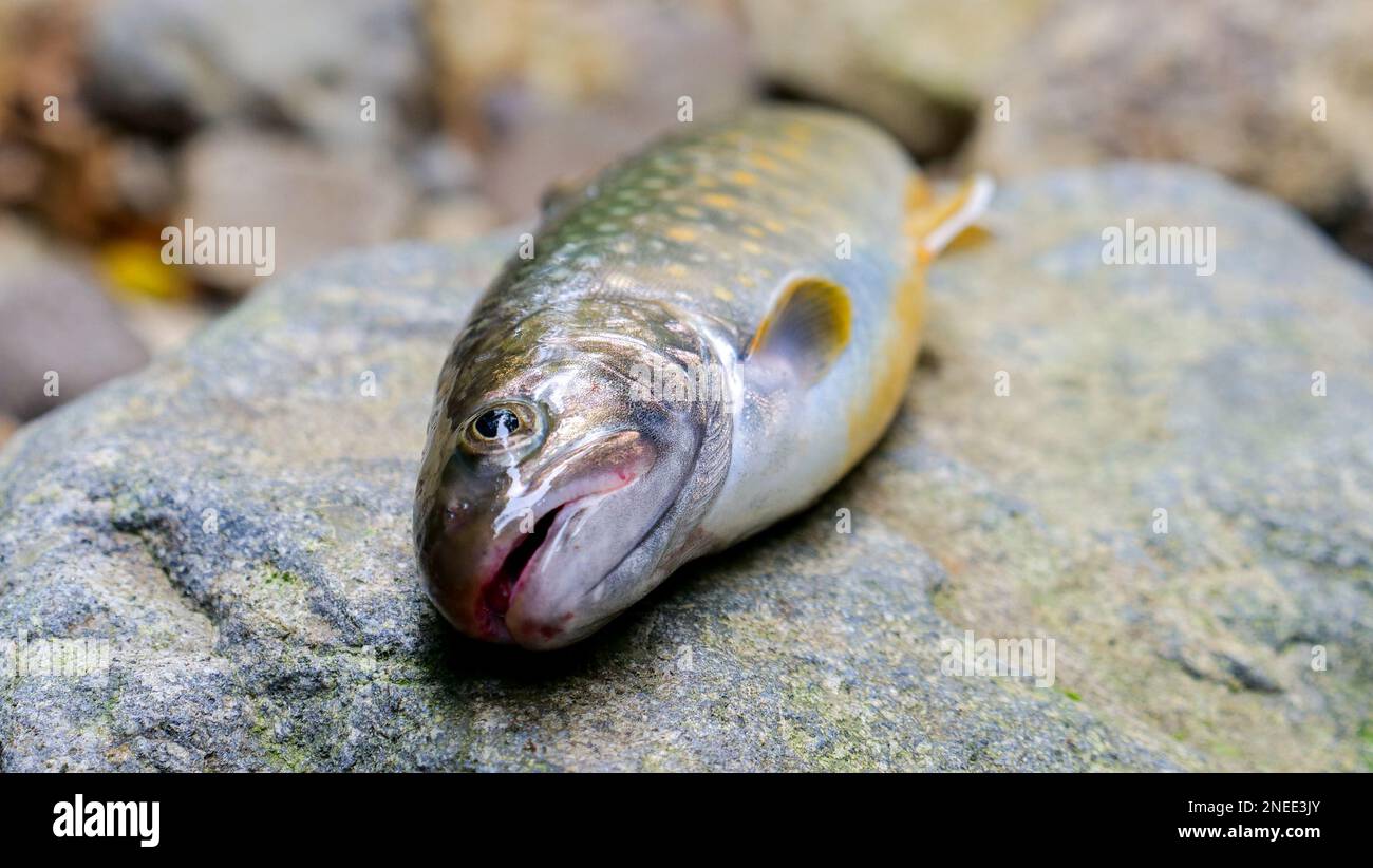 A Japanese arctic char on a rock in Gunma, Japan Stock Photo - Alamy