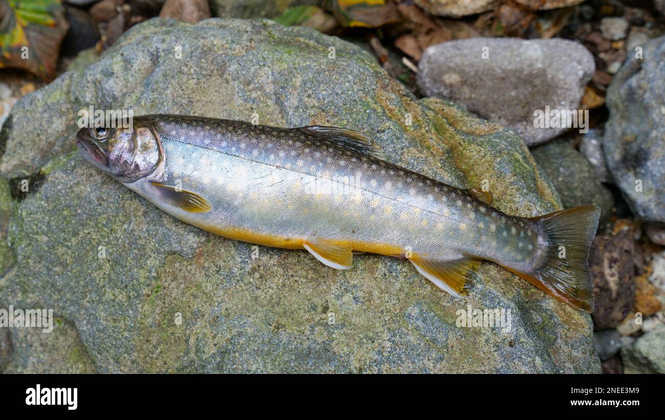 A Japanese arctic char on a rock in Gunma, Japan Stock Photo - Alamy