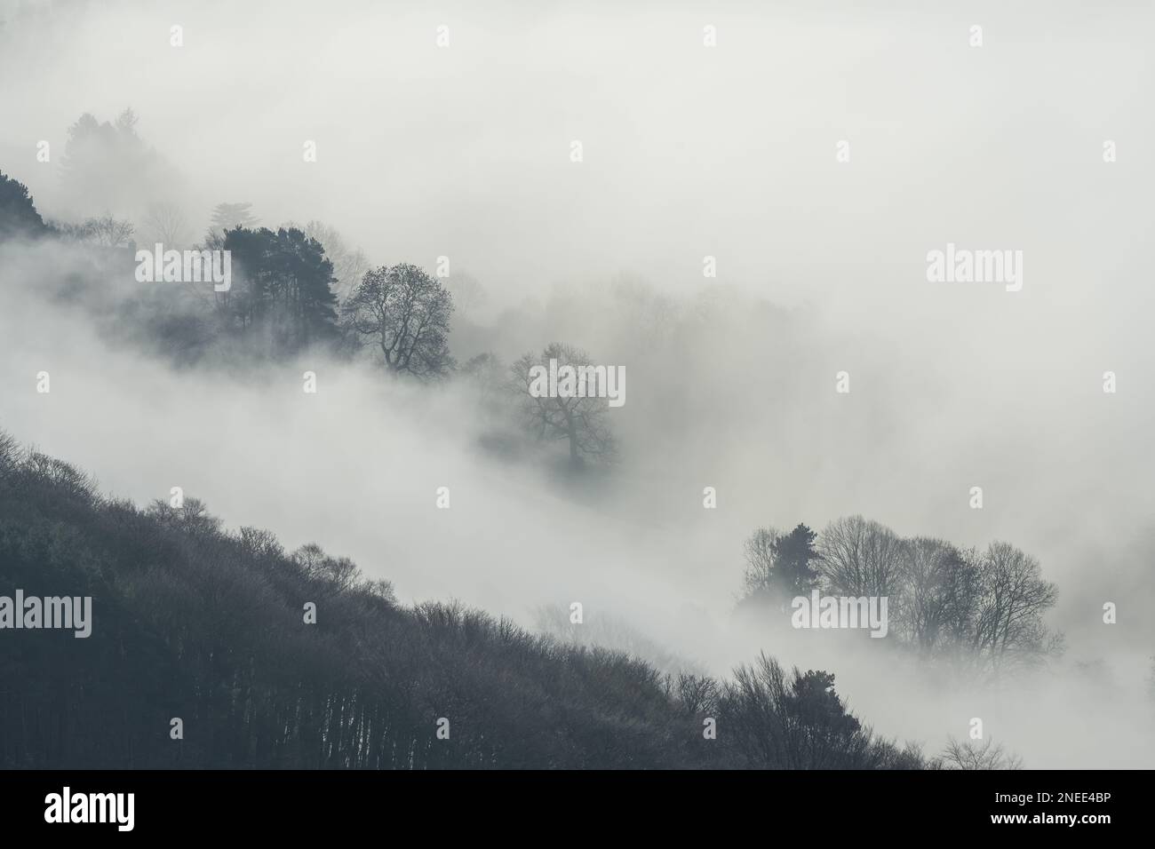 Trees, and mist. Bamford Edge landscape vignette during a winter ...