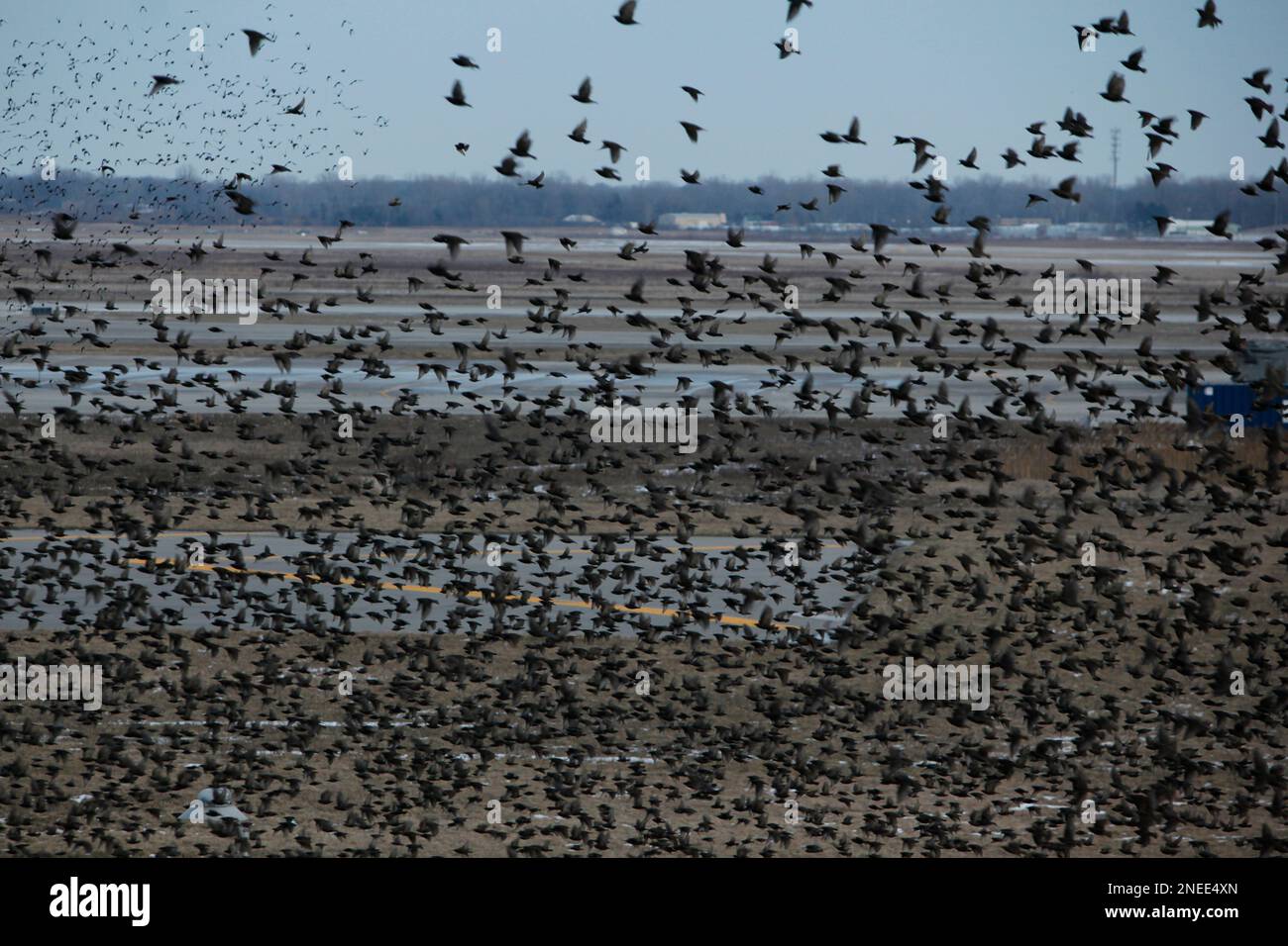 Flocks of birds flying near flight runways are shown at Detroit ...