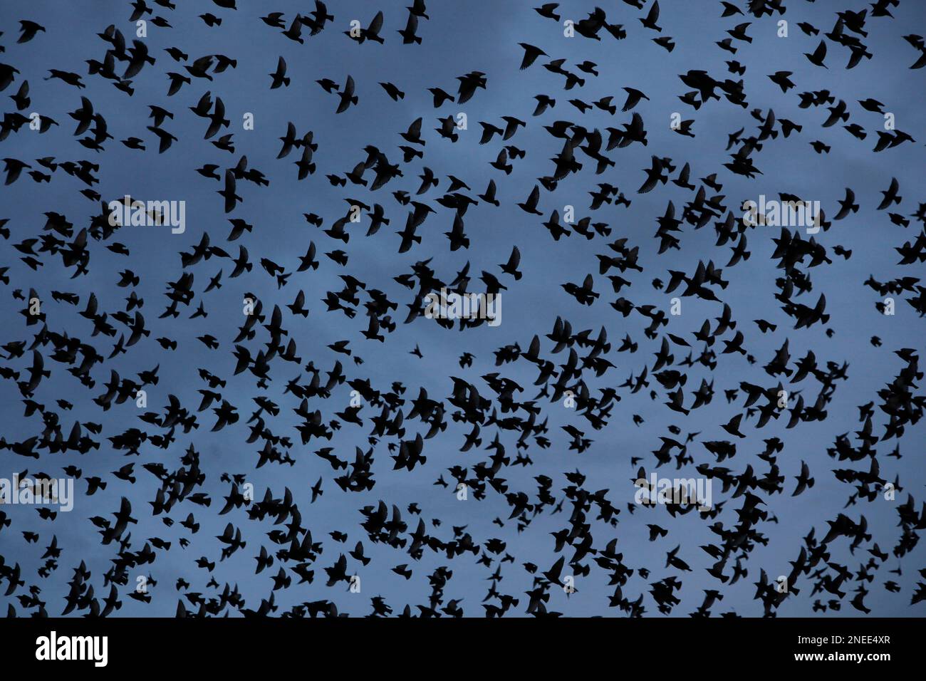 Flocks of birds flying near flight runways are shown at Detroit ...