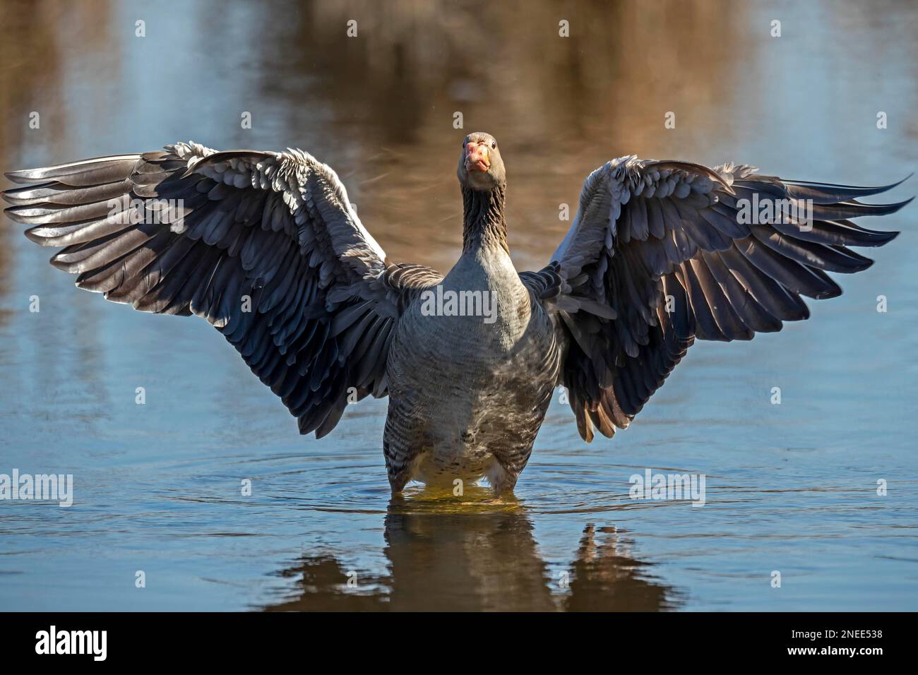 Greylag goose (Anser anser) stretches its wings, wildlife, Germany ...