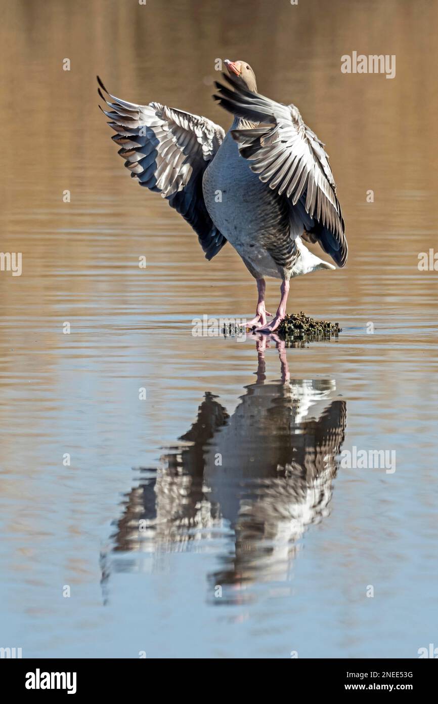 Greylag goose (Anser anser) stretches its wings, wildlife, Germany ...