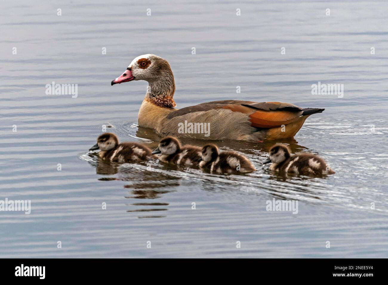 Nilgans (Alopochen aegyptiacus), Kueken, wildlife, Deutschland Stock ...
