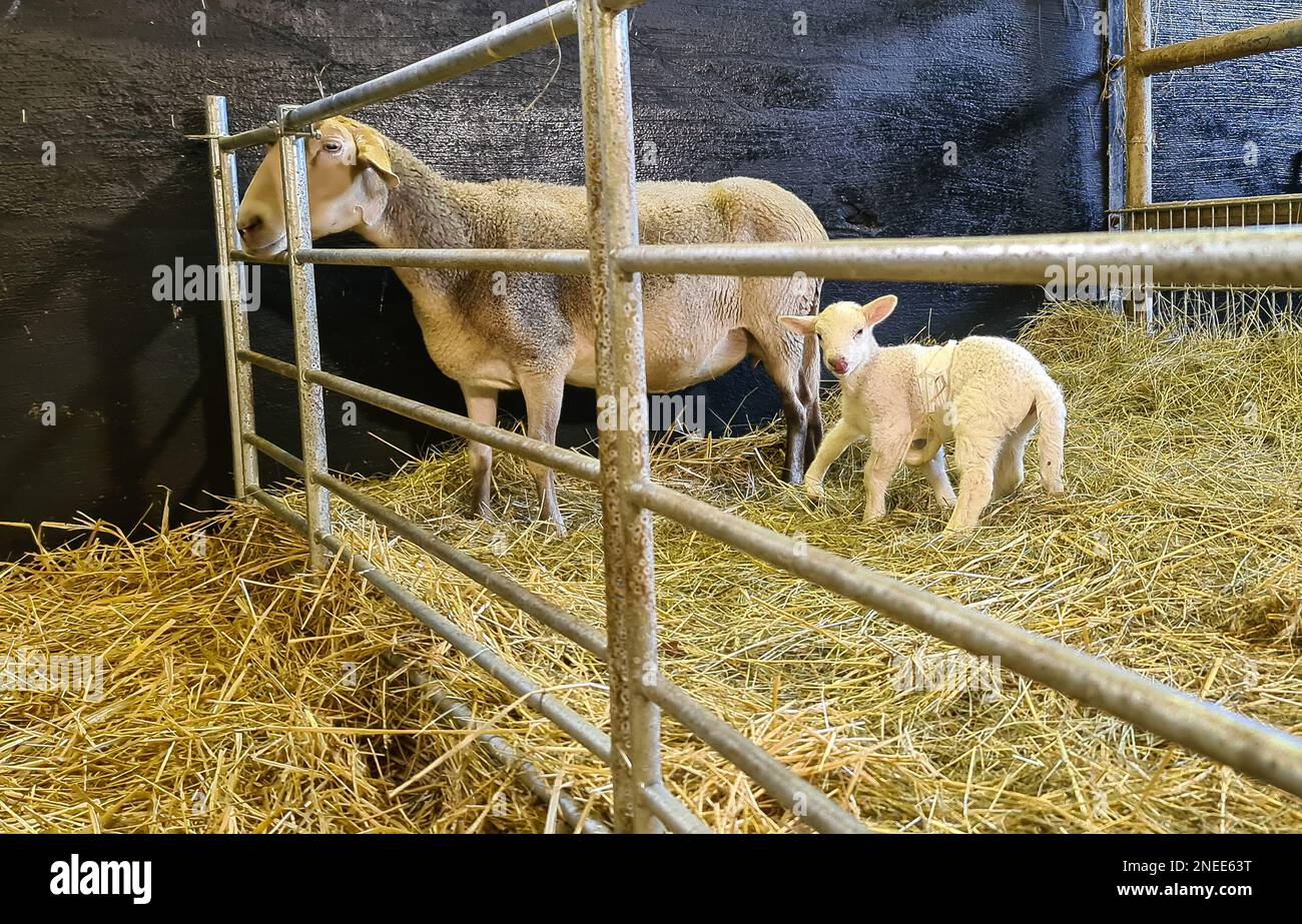 Six leg lamb hi-res stock photography and images - Alamy