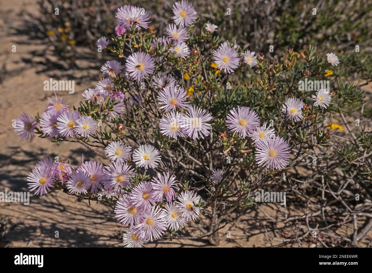 The namaqualand wildflowers hi-res stock photography and images - Alamy