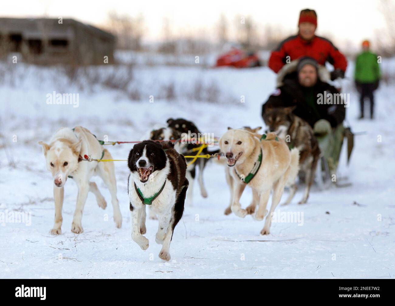 Sled dogs and mushers run a trail in the remote Inupiat Eskimo village ...