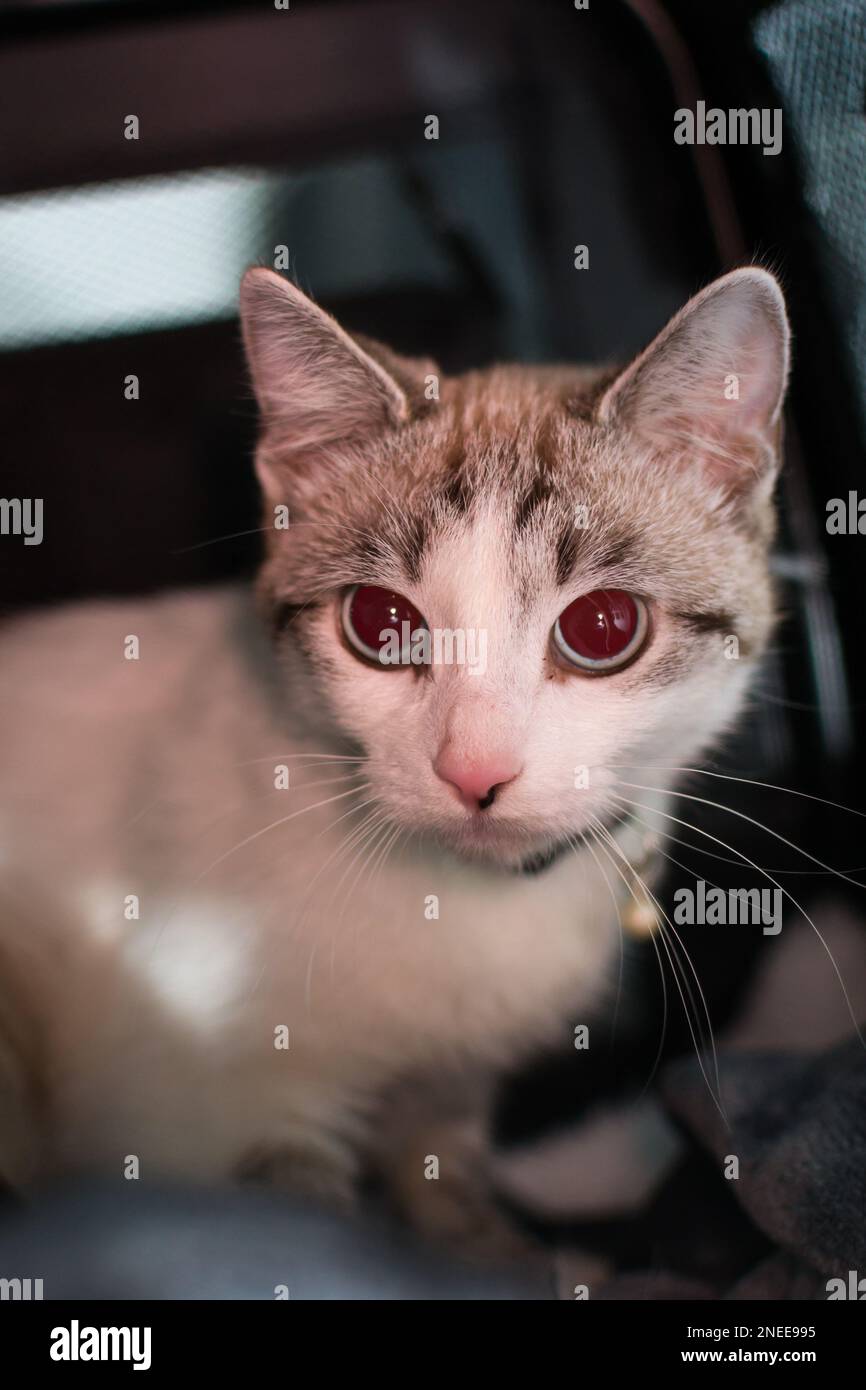 cat with red eyes at the veterinary clinic Stock Photo - Alamy