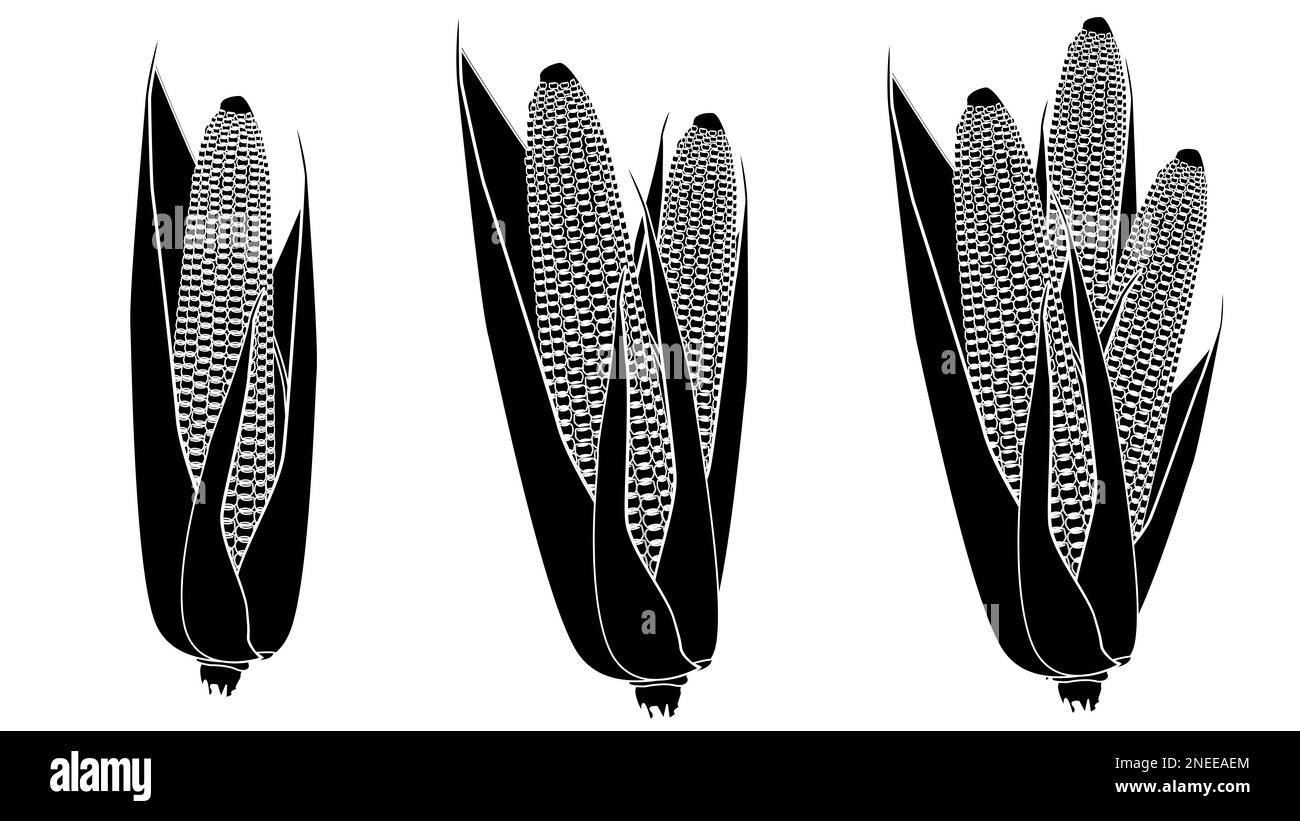Set of silhouettes of ripe corn cobs with grains and leaves on white ...