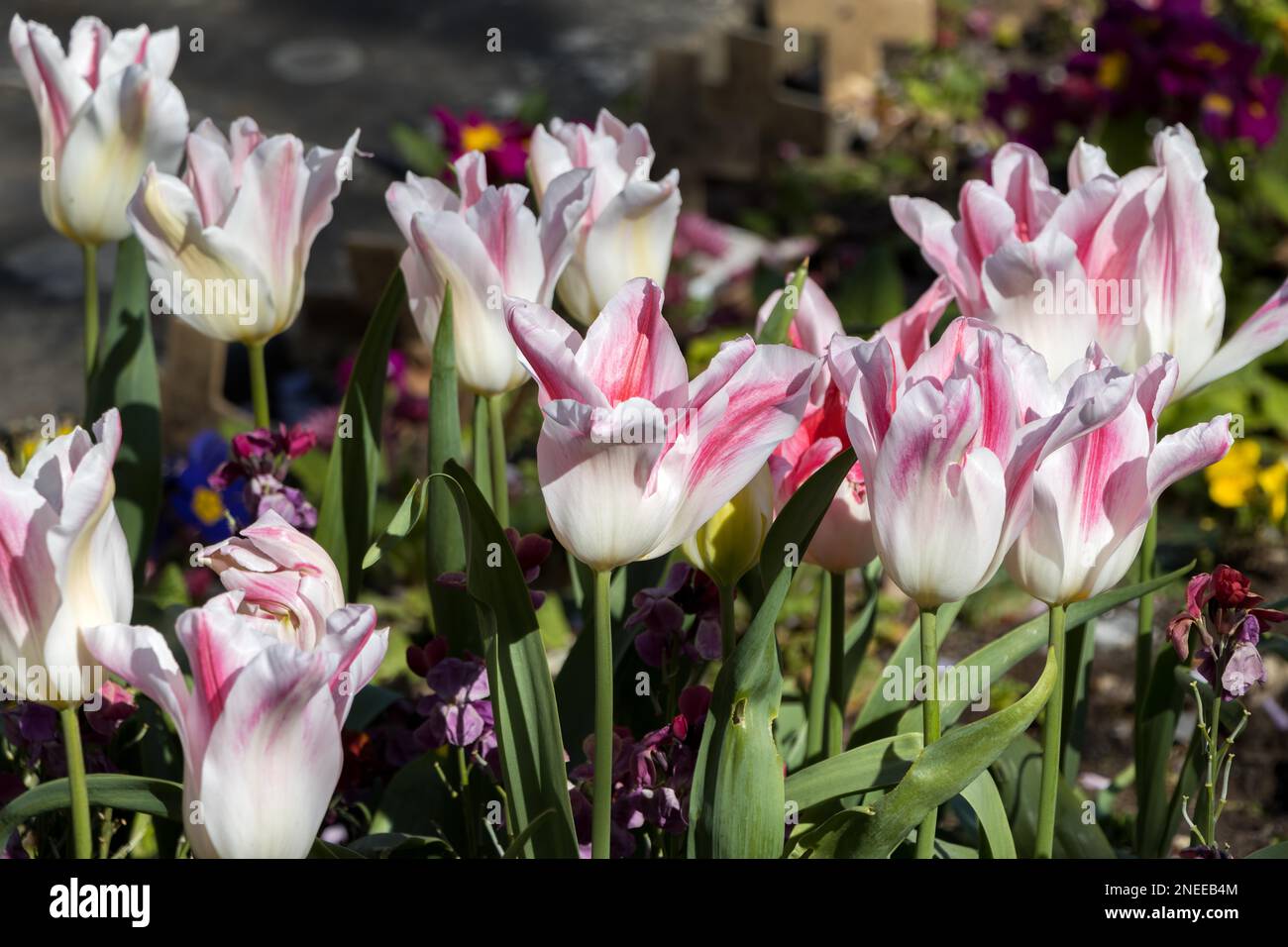 Tulip floral display hi-res stock photography and images - Alamy