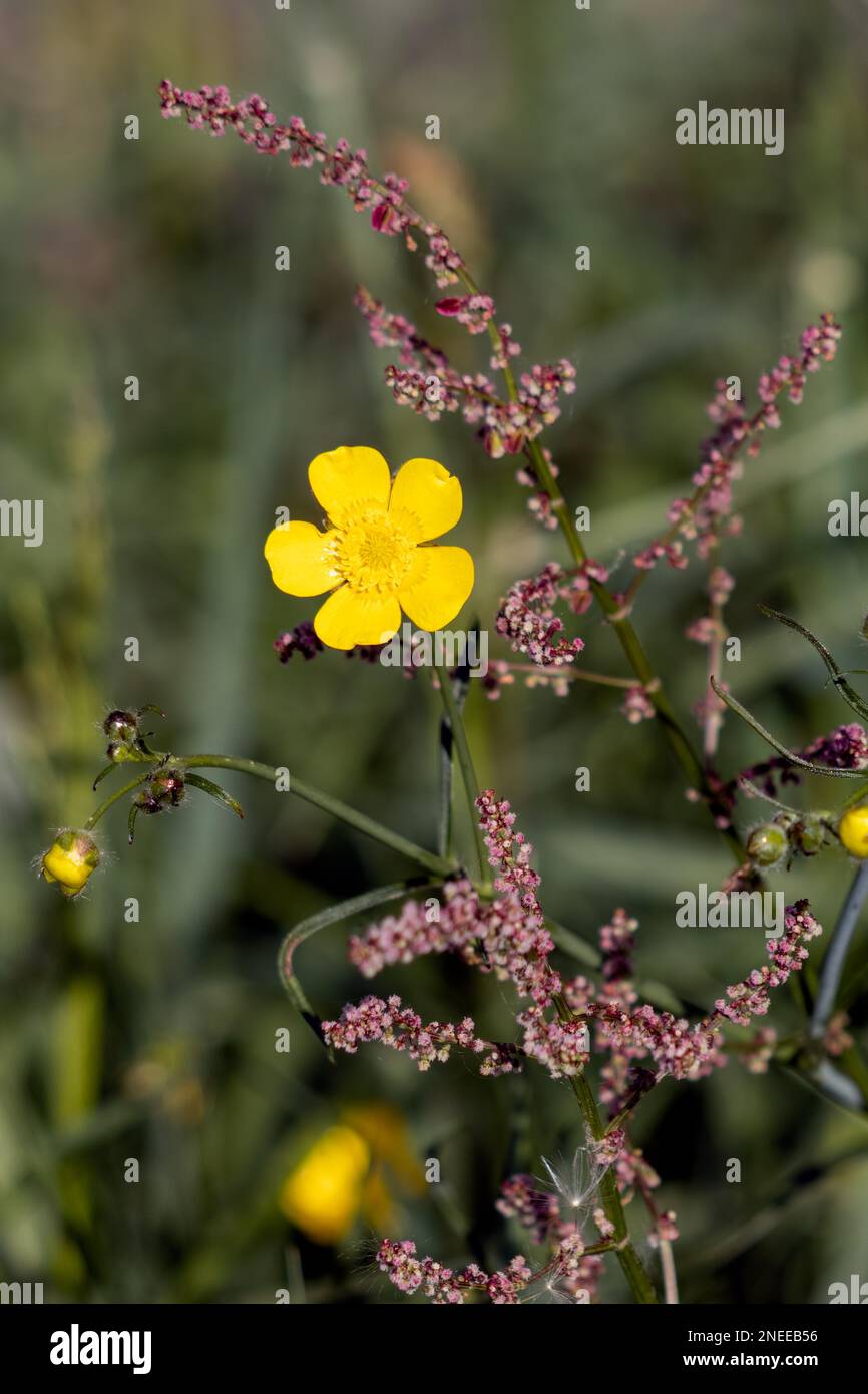 Meadow buttercup (Ranunculus acris) flowering by the side of a road ...