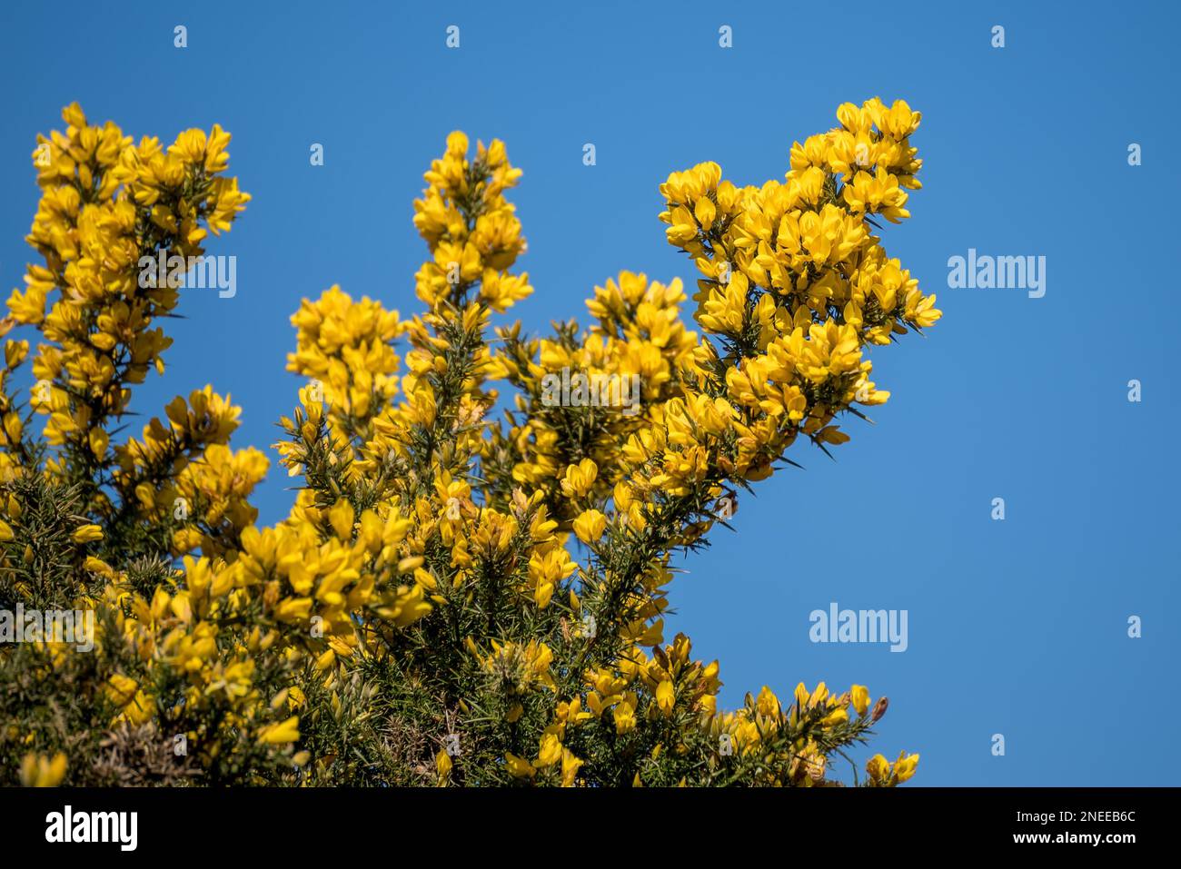 Common Gorse (Ulex europaeus) bursting into flower in springtime Stock ...