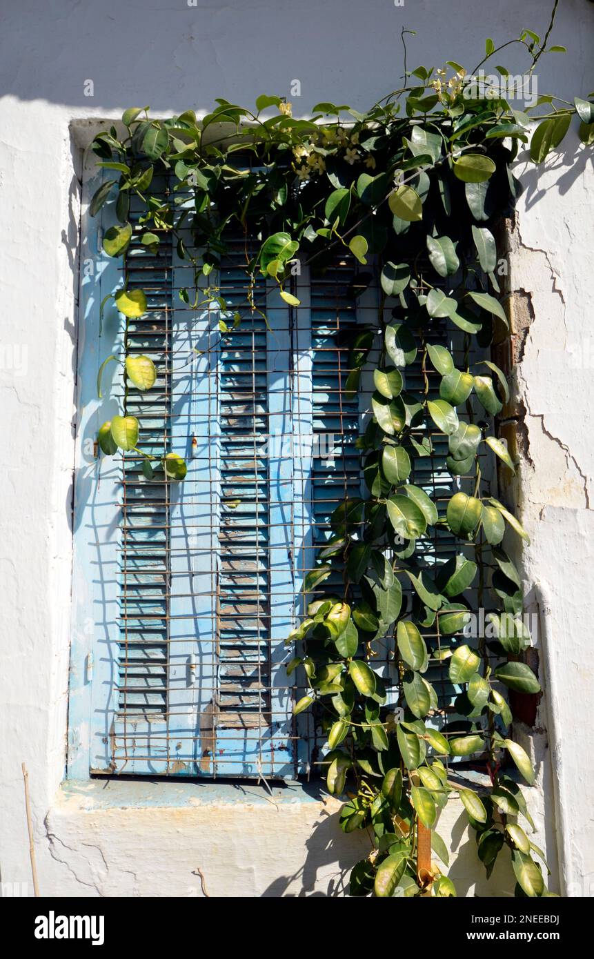 Greece, Crete, overgrown window with blue shutters in mountain village ...