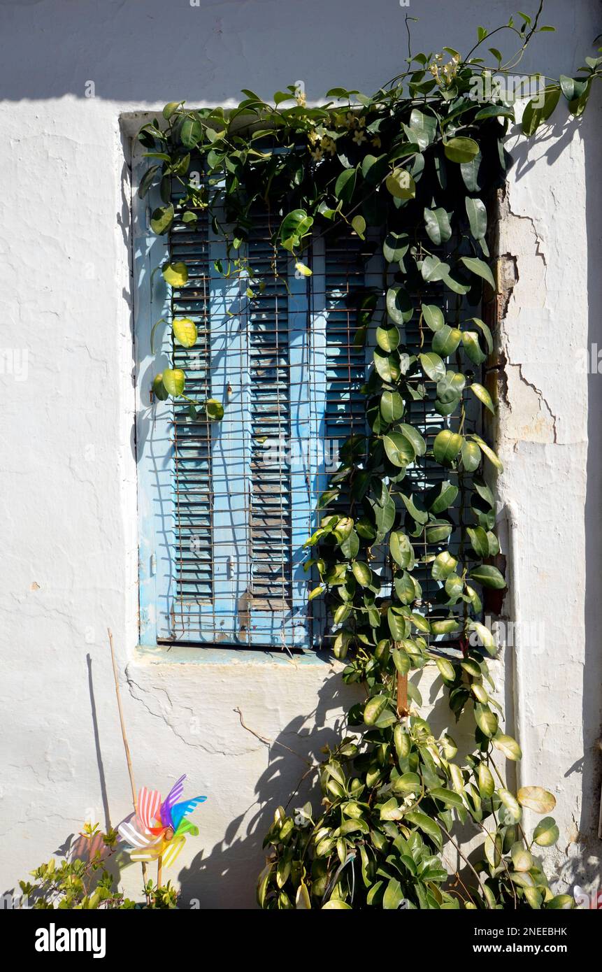 Greece, Crete, overgrown window with blue shutters in mountain village ...
