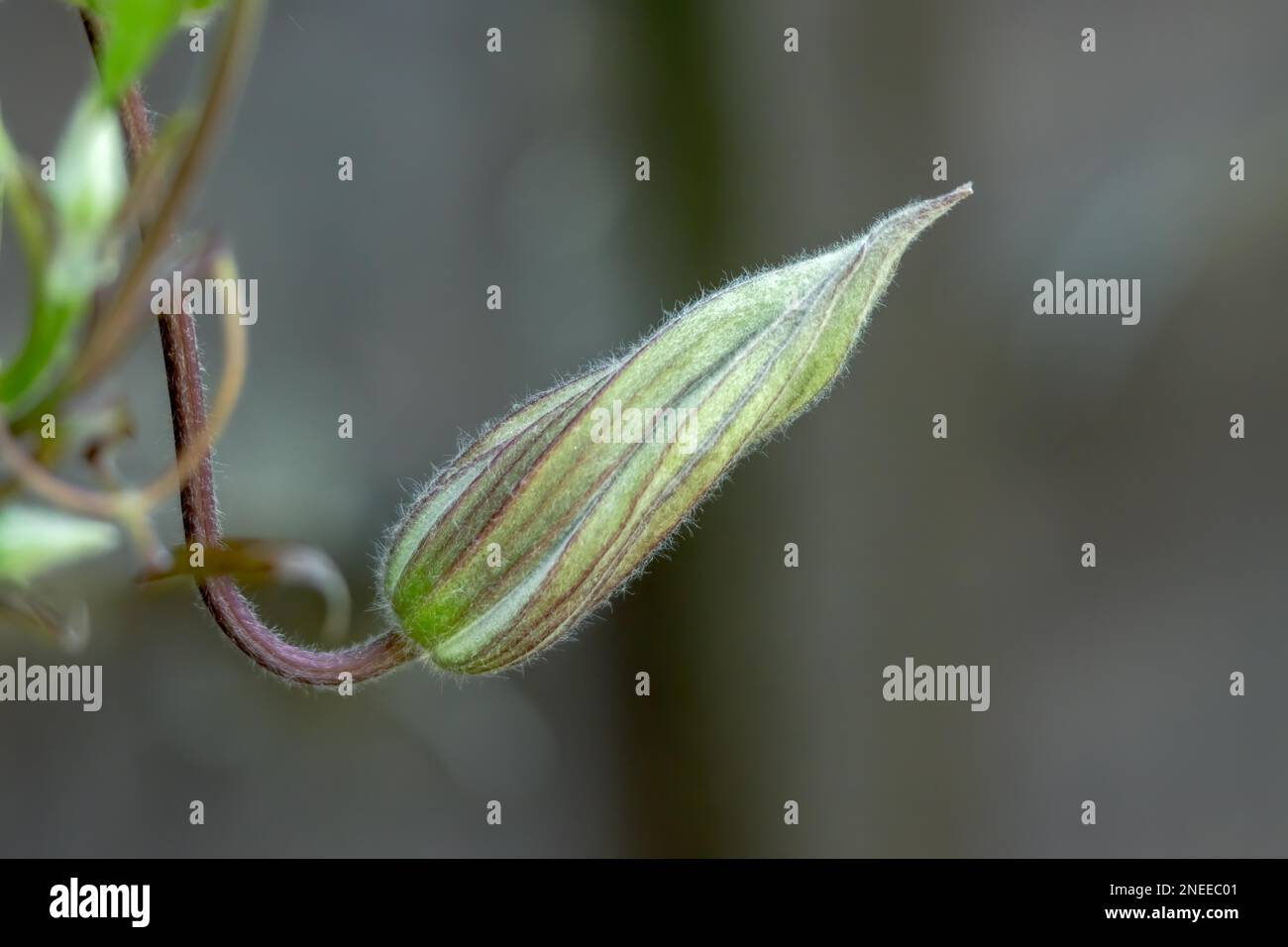 Clematis bud hi-res stock photography and images - Alamy
