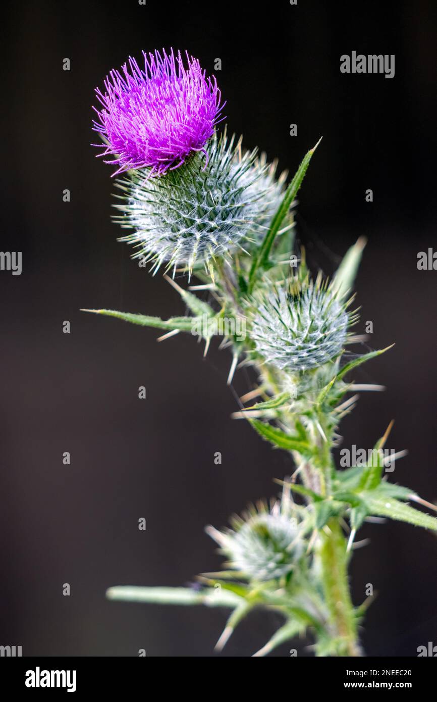 Thistle flowering on a summer's day in Sussex Stock Photo - Alamy