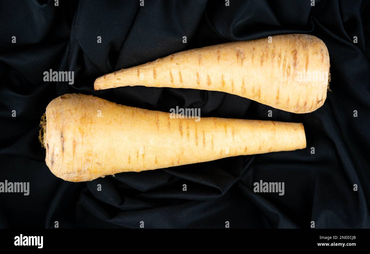 Pastinaca vulgaris hi-res stock photography and images - Alamy