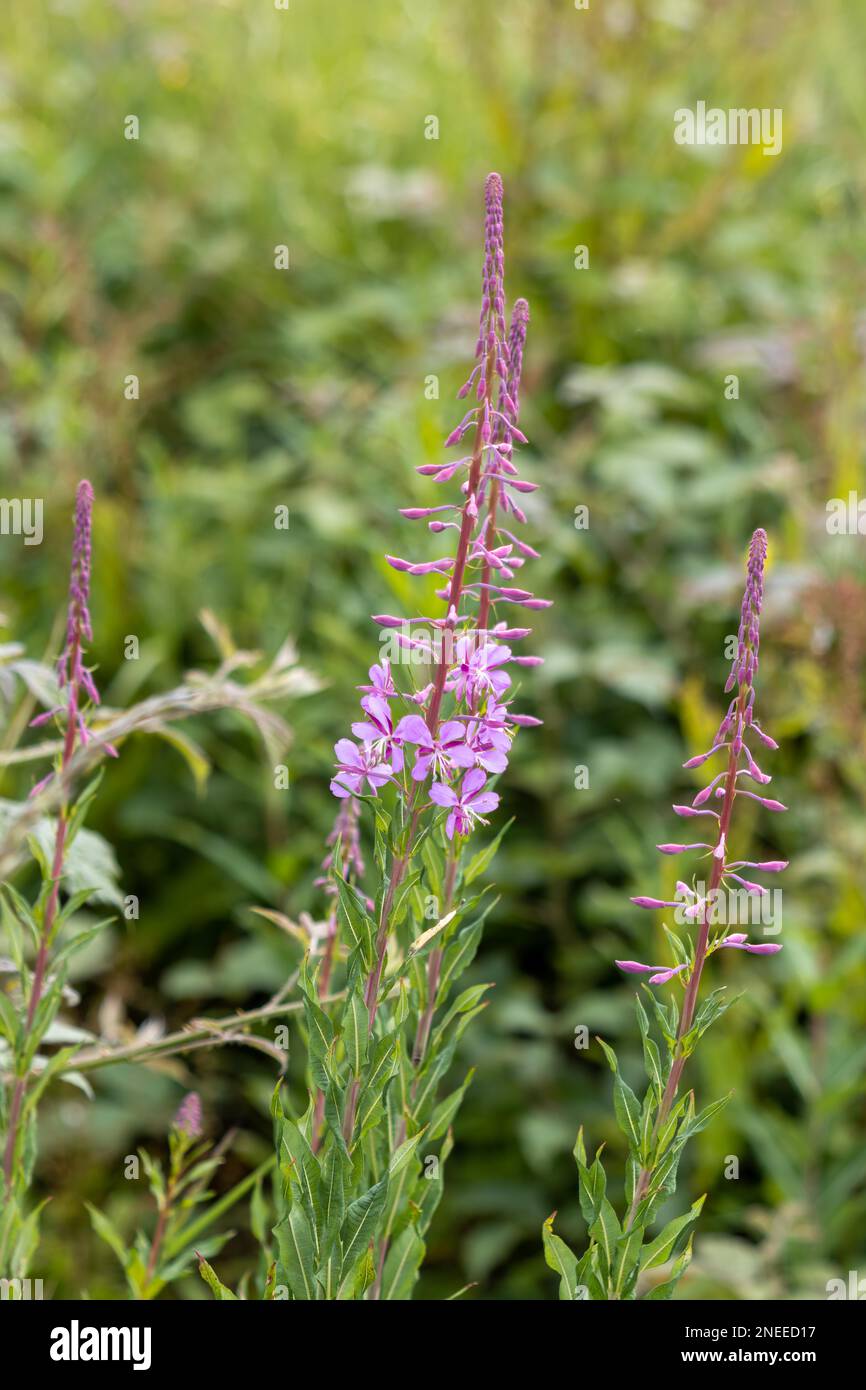 Rosebay Willowherb (Epilobium angustifolium) flowering by a roadside near East Grinstead Stock ...