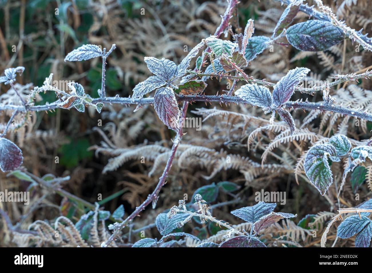Frosty briar at Chailey Nature reserve in East Sussex Stock Photo - Alamy