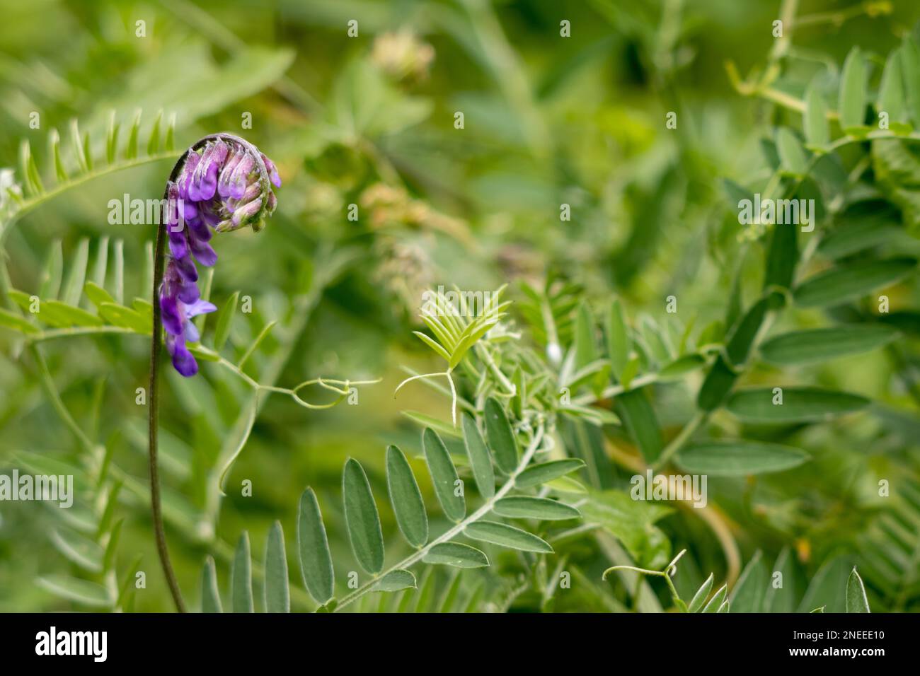 Tufted Vetch (Vicia cracca) flowers beginning to bloom in summertime ...