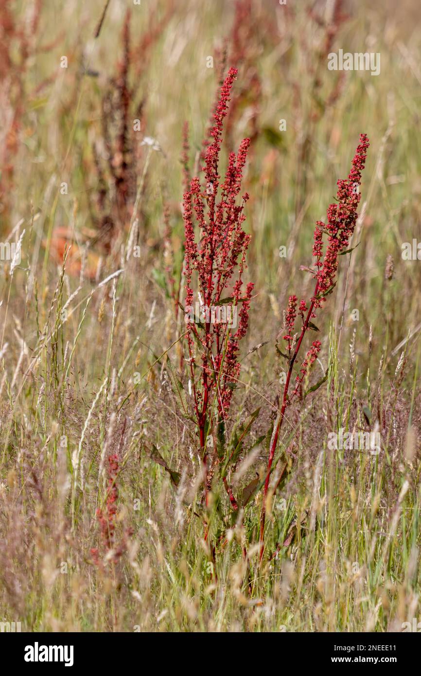 Seeds of a Common Sorrel (Rumex acetosa polygonaceae Stock Photo - Alamy