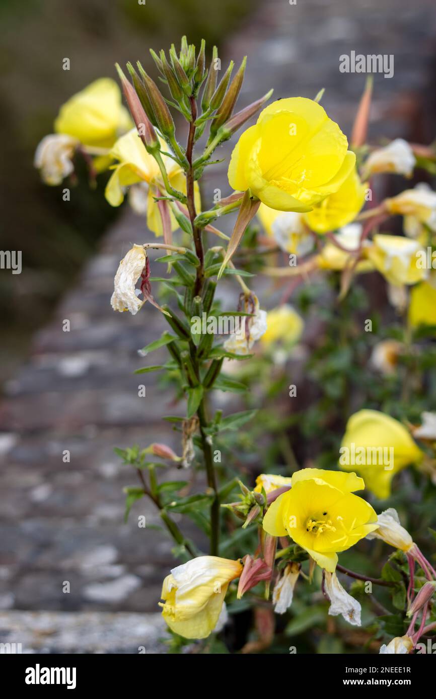 Yellow flowers of large-flowered Evening Primrose (Oenothera ...