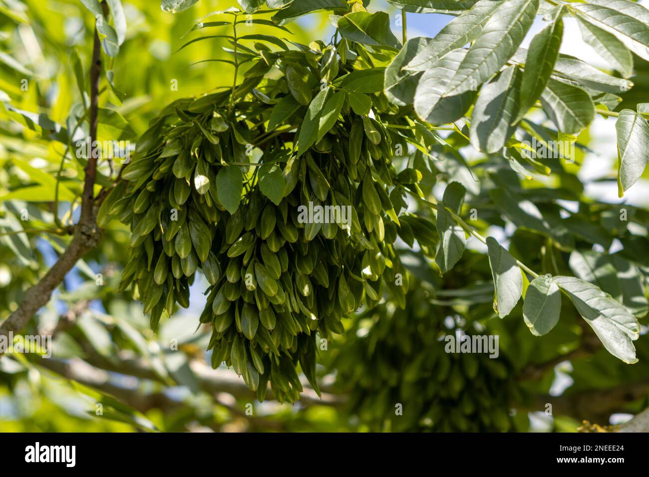 The immature fruit and leaves of the Common Ash or European Ash ...