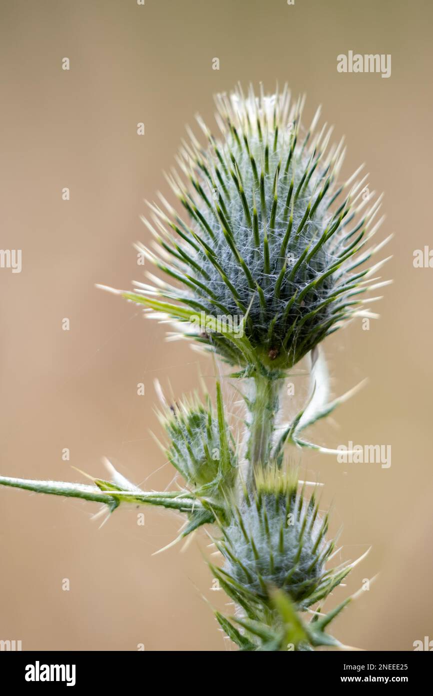 Thistle bud almost ready to flower on a summer's day in Sussex Stock ...