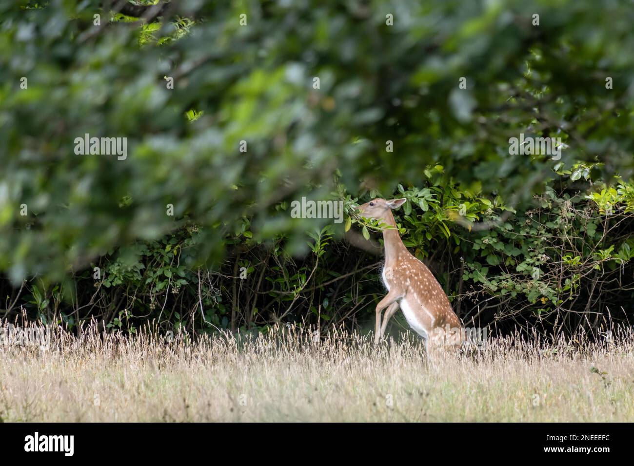 Fallow area hi-res stock photography and images - Alamy