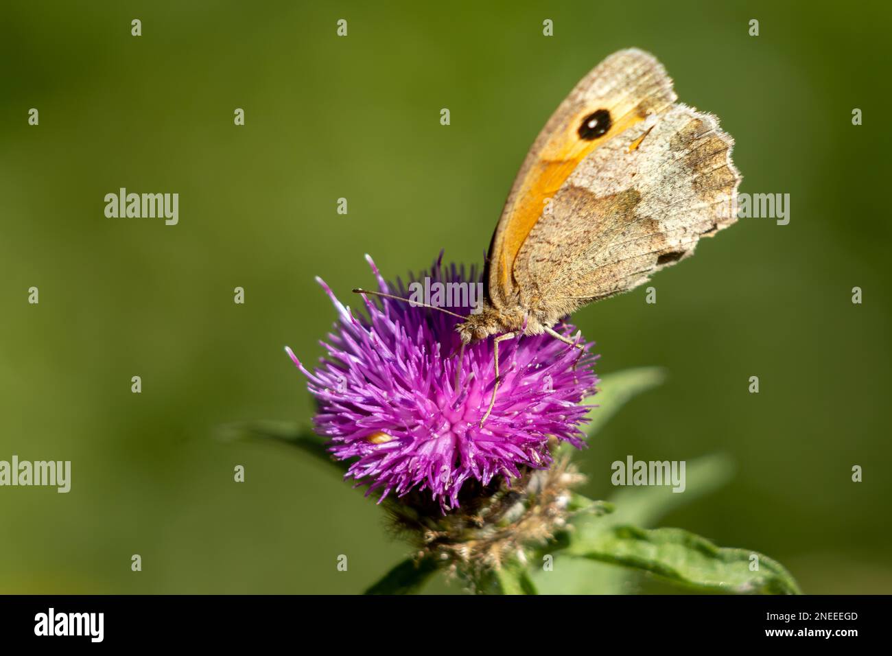Small Heath (Coenonympha pamphilus) Butterfly resting on a thistle ...