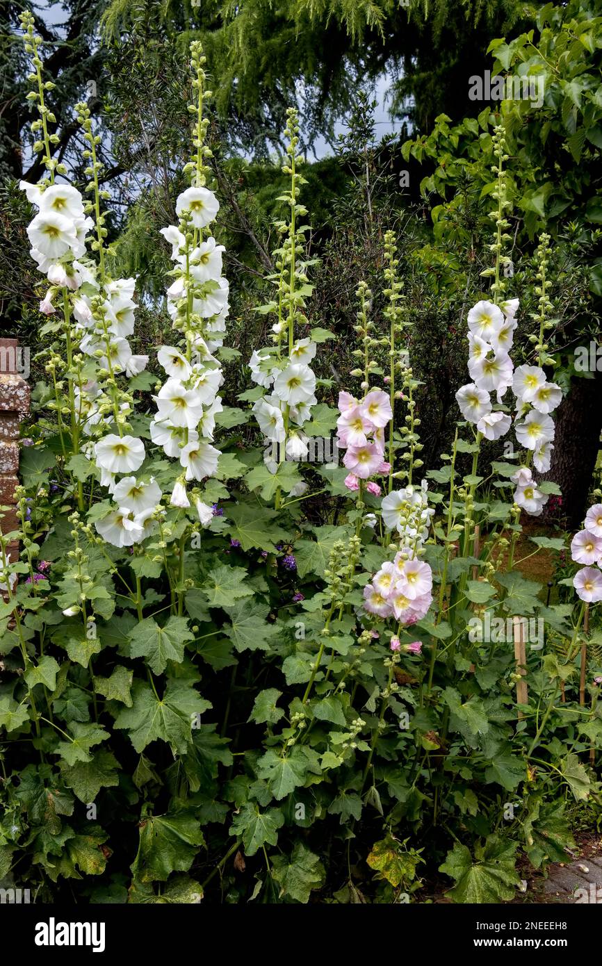 Pink and white Hollyhocks (Alcea) flowering in East Grinstead Stock ...