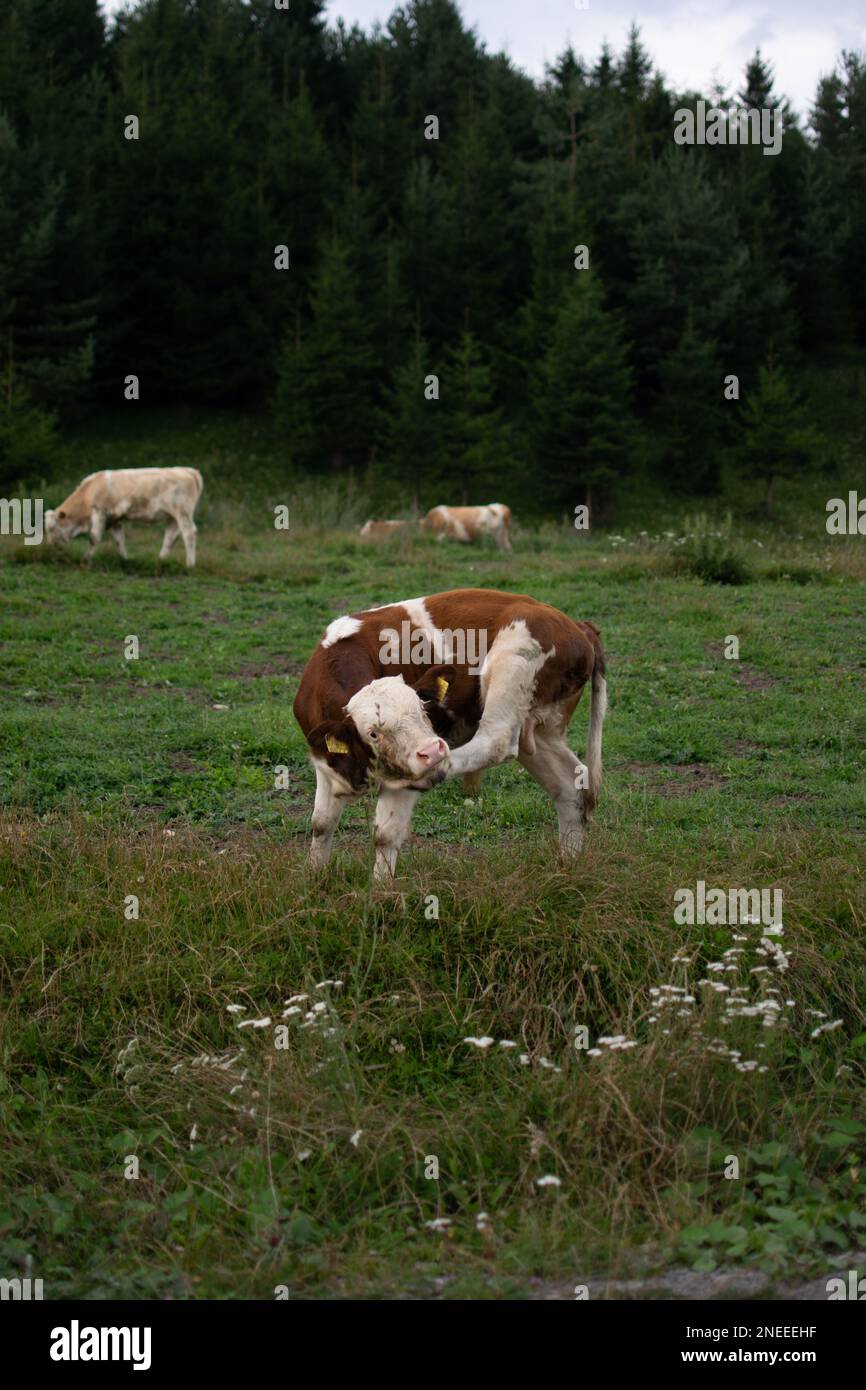 Aerial view cows walking hi-res stock photography and images - Alamy