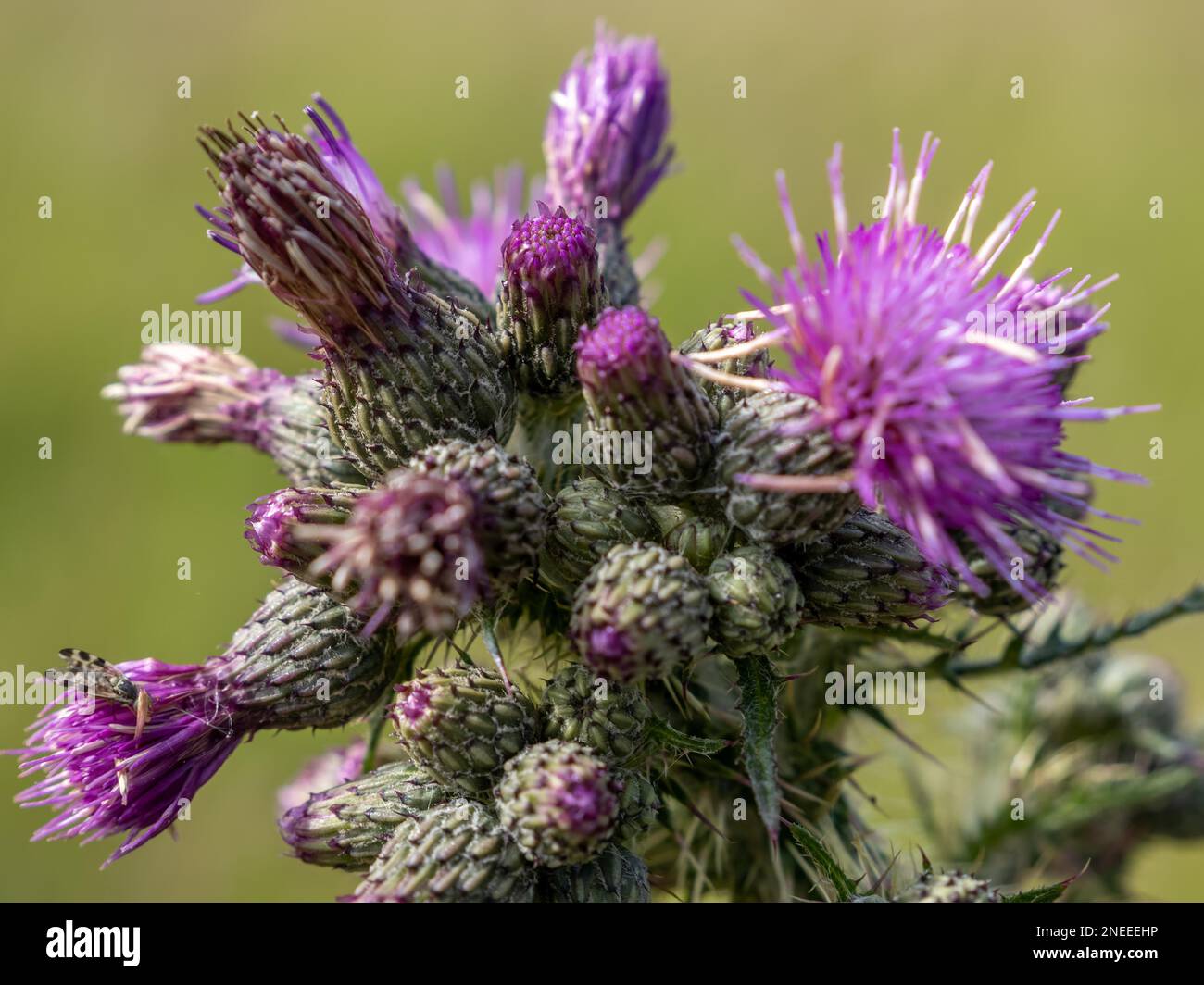 Thistle Gall Fly (Urophora cardui) on a Marsh Thistle (Cirsium palustre ...