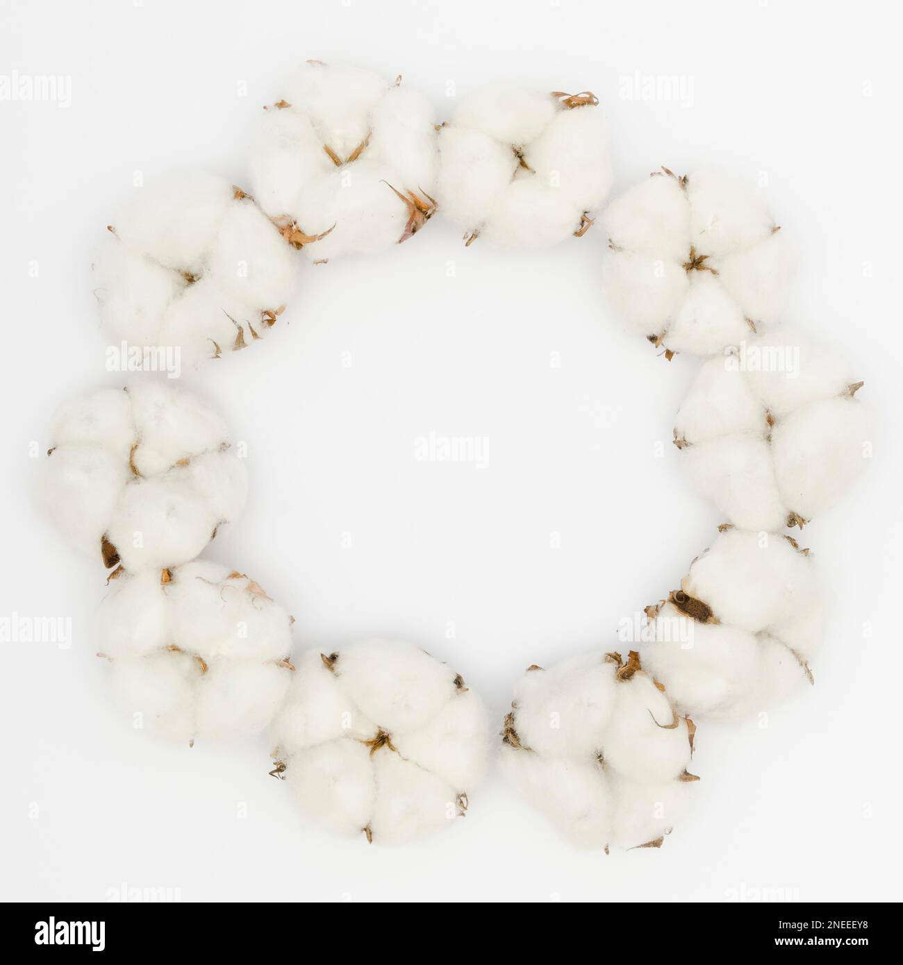 top view circular frame with white cotton flower. High resolution photo ...
