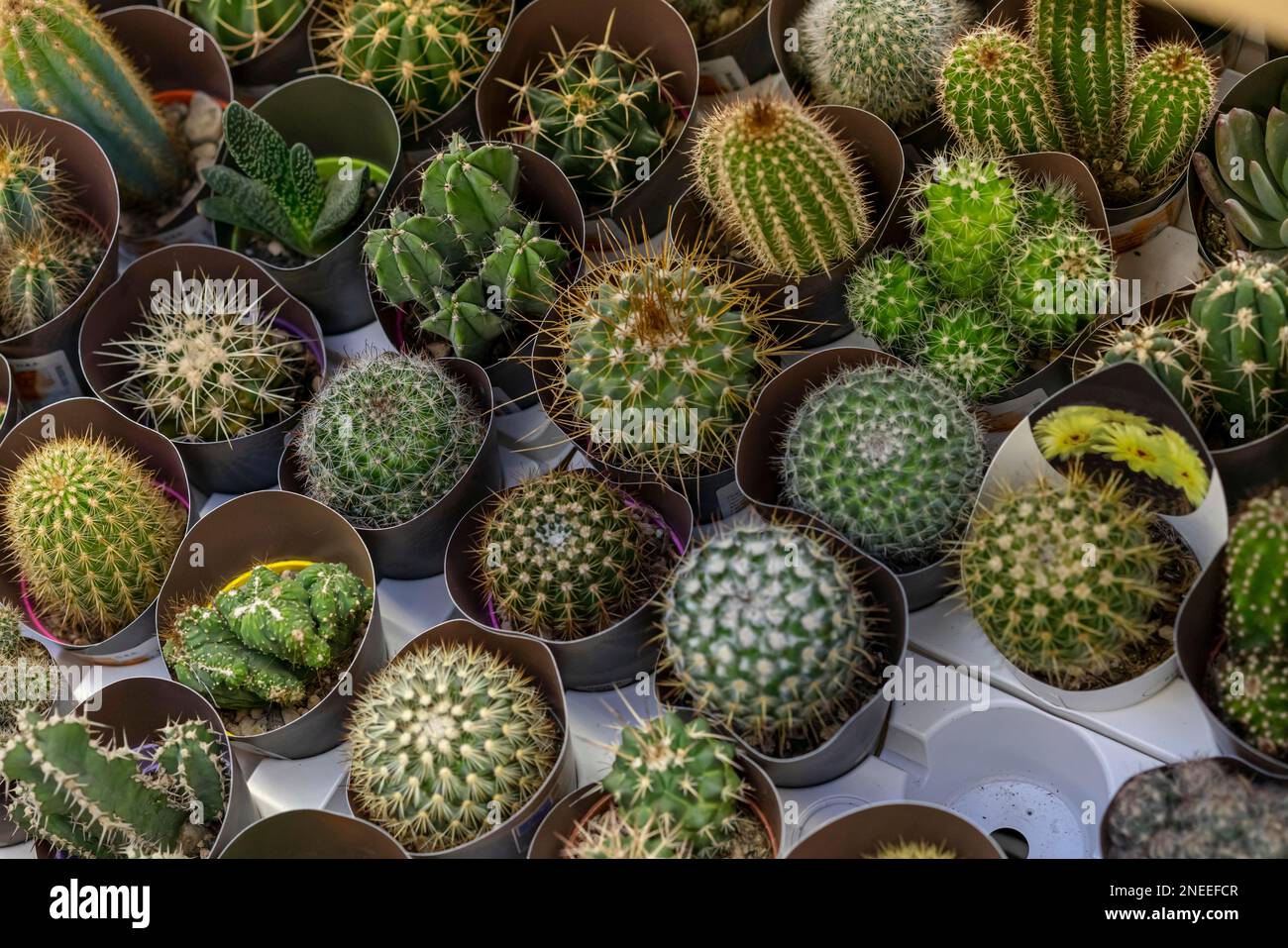 Collection beautiful cactuses hi-res stock photography and images - Alamy