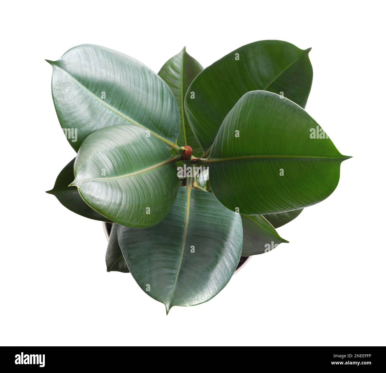 Ficus elastica plant with fresh green leaves on white background, top ...