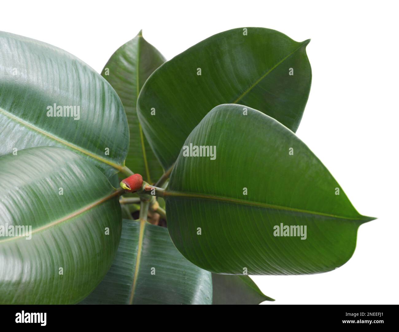 Ficus elastica plant with fresh green leaves on white background, top ...