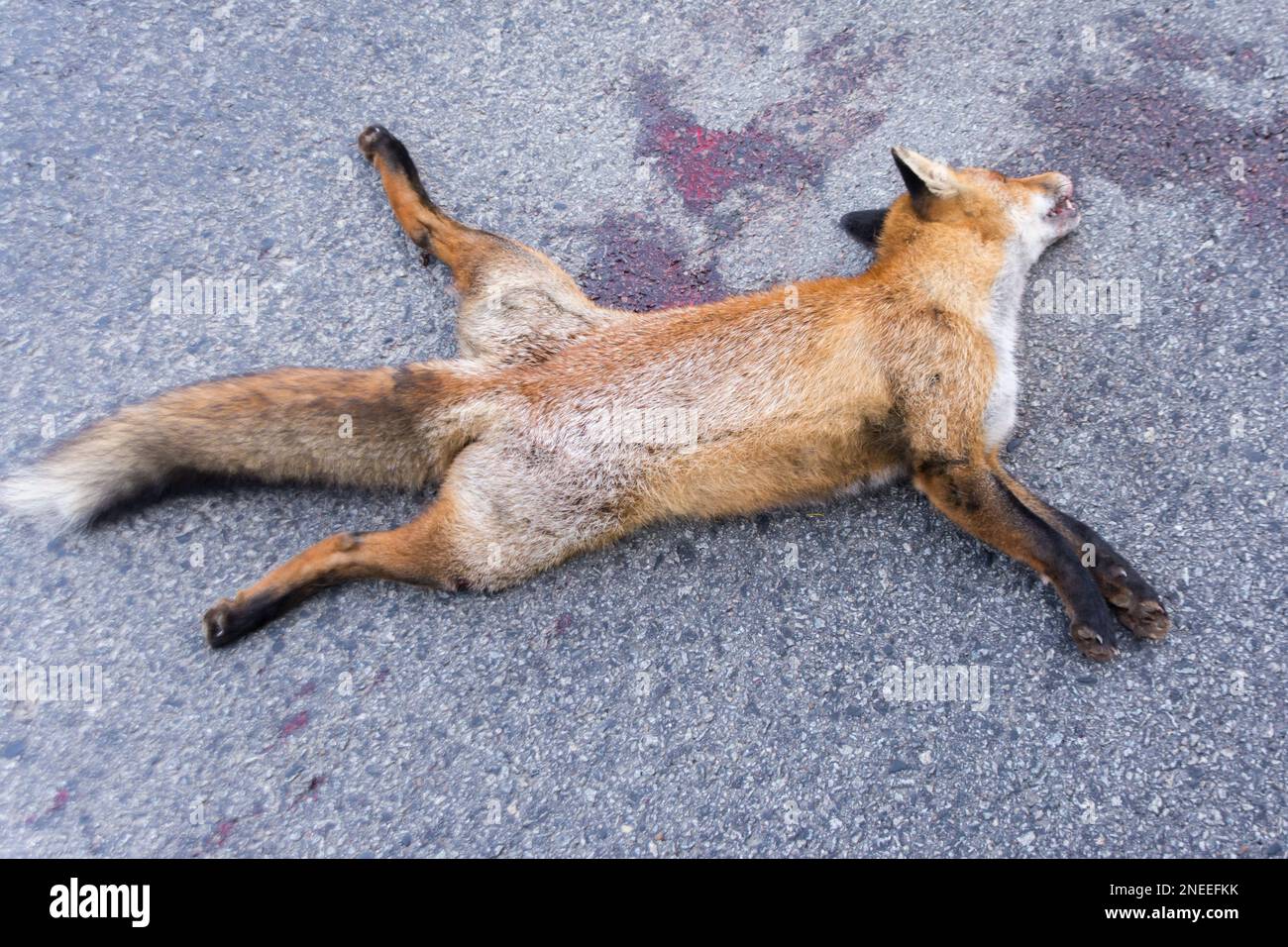 close-up photo of a dead red fox on the street after car accident Stock ...