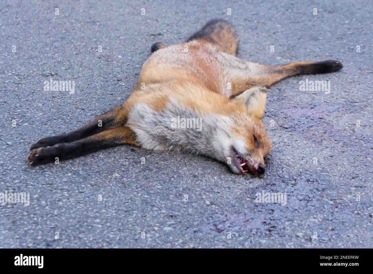 close-up photo of a dead red fox on the street after car accident Stock ...