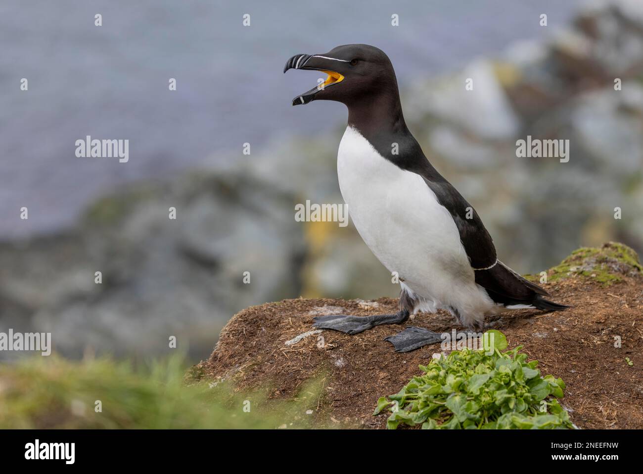 Razorbill (Alca torda), open bill, rock, bird island, Hornoya, Hornoya ...