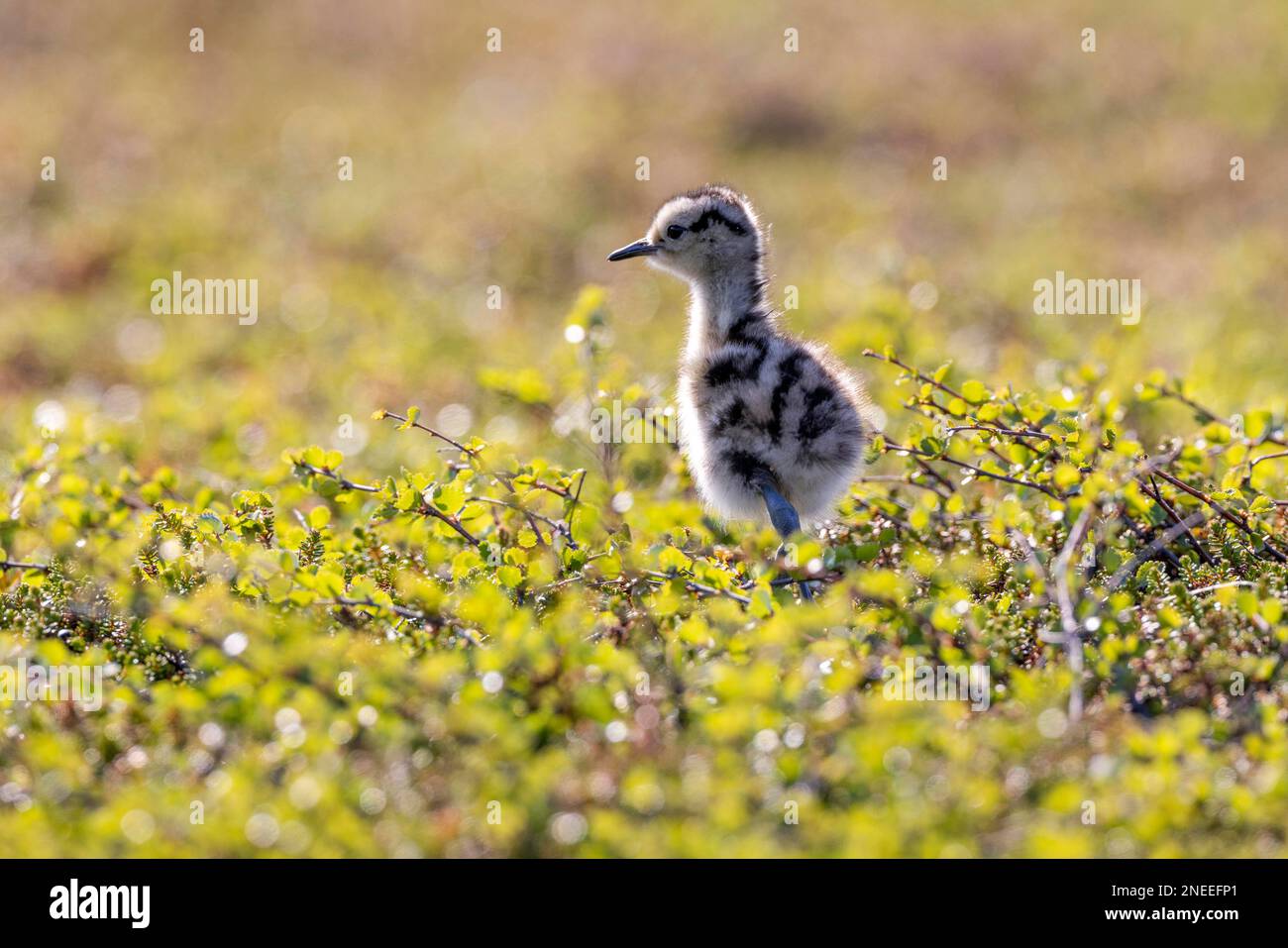 Whimbrel (Numenius phaeopus), chick, young bird, fell, dwarf birch ...