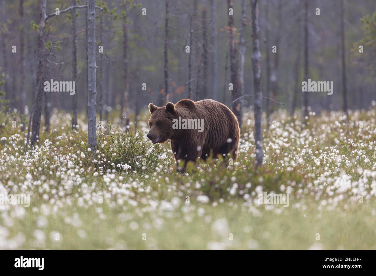 Brown bear (Ursus arctos), forest clearing, cotton grass, Kuusamo ...