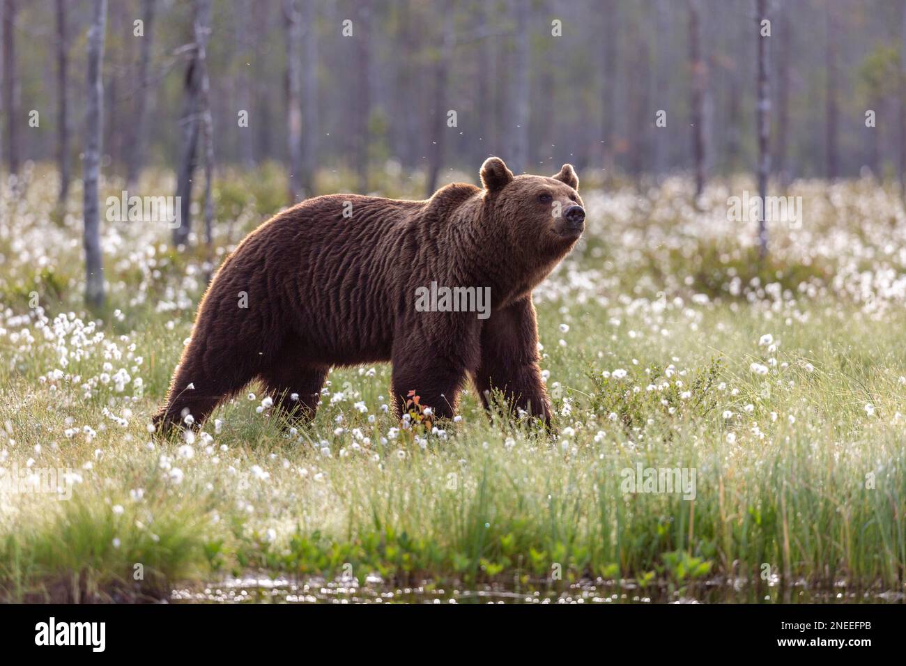 Brown bear (Ursus arctos), forest clearing, cotton grass, Kuusamo ...