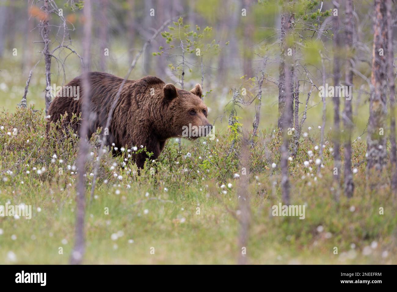 Bear grass seed hi-res stock photography and images - Alamy