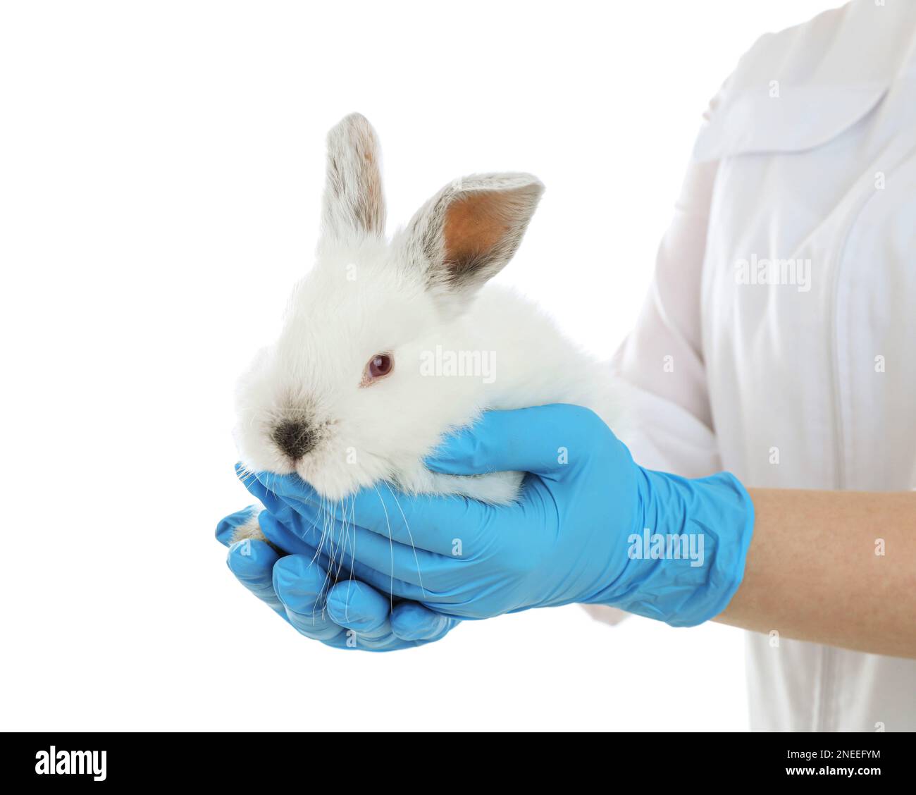 Rabbit adult laboratory hi-res stock photography and images - Alamy